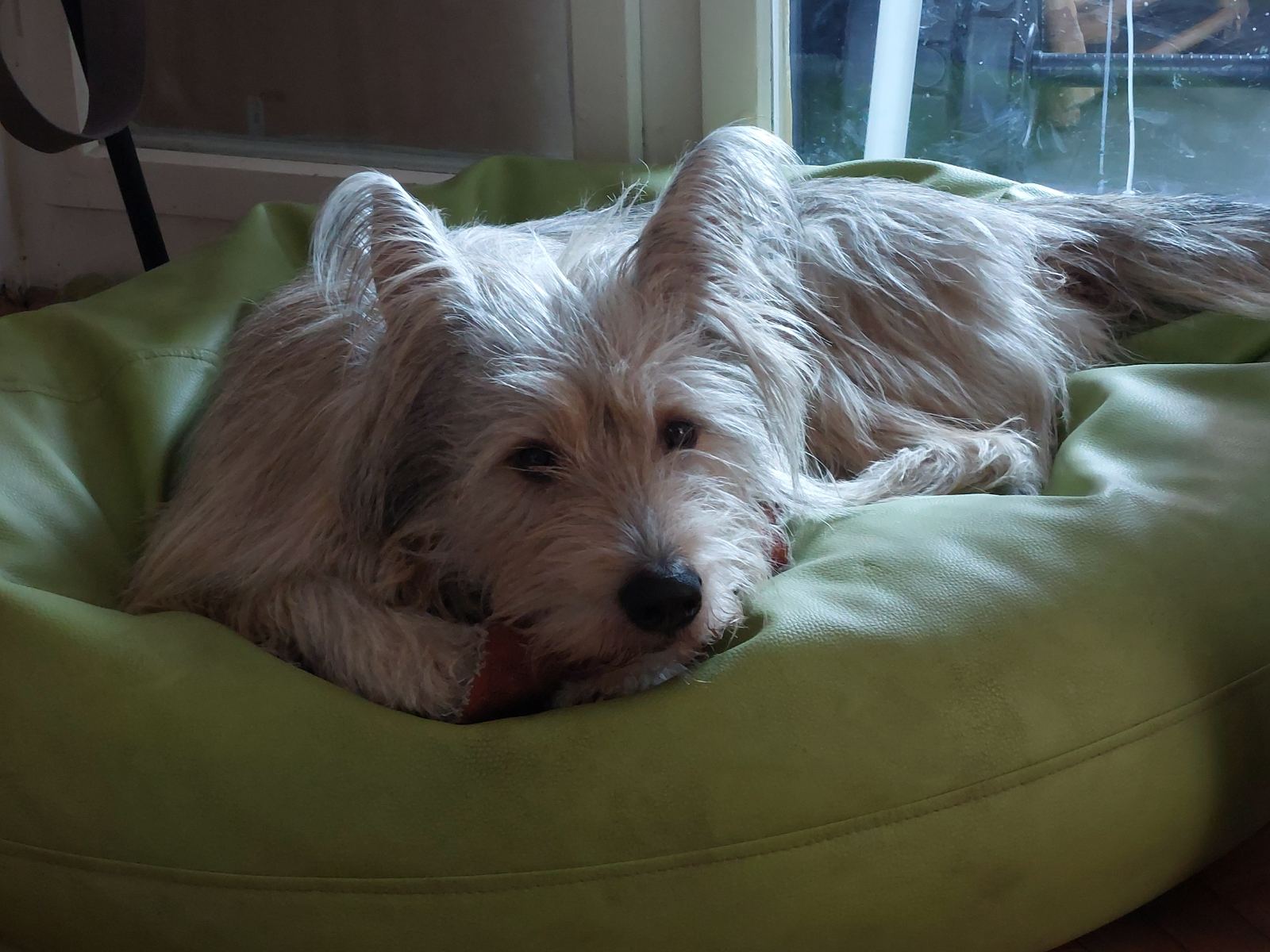 Piksi - 🐾 Šapasti raj! 🐾